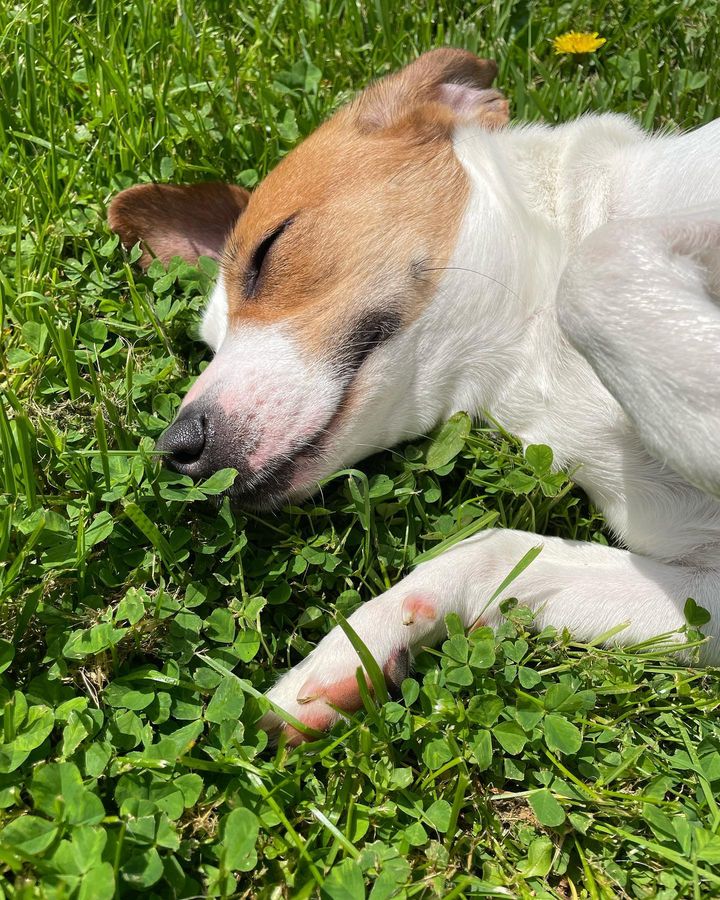 Ways to help us – Protect 4 Paws